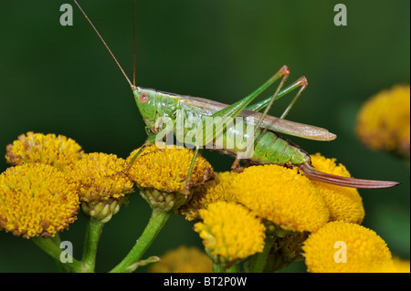 Long-Winged Cone Head (Conocephalus discolor) - bush cricket Stock ...