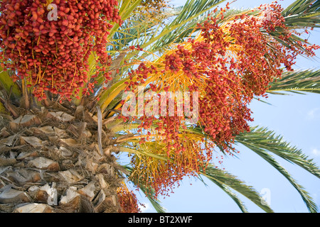 Date palm with bunches of ripe dates, Al Markh, Kingdom of Bahrain ...