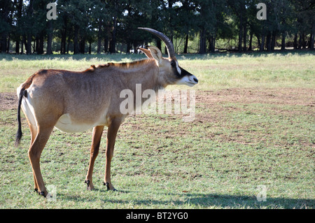 Hippotragus Bluebuck antelope Stock Photo - Alamy