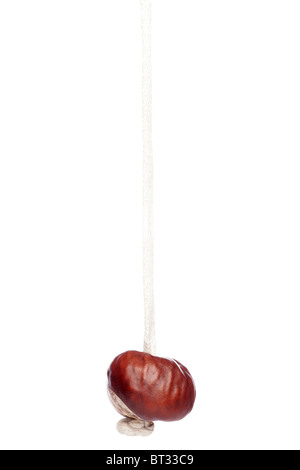 conker on string on white background Stock Photo - Alamy