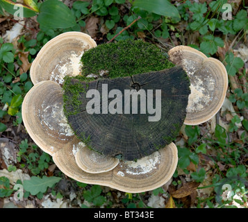 Mushrooms on an old tree trunk Bad Hofgastein Schlossalm Salzburg ...