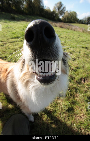 Rough haired collie Stock Photo - Alamy