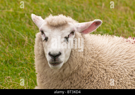 grasendes Schaf / grazing sheep Stock Photo - Alamy