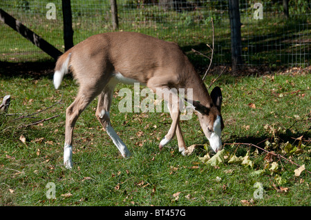 Piebald Whitetail deer Stock Photo - Alamy