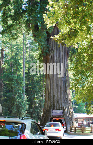 Car through Chandelier Tree in coastal redwood forest ; North ...