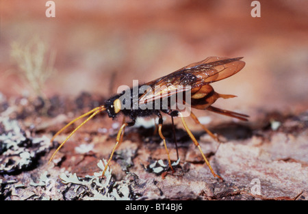 giant wood wasp, giant horntail, greater horntail (Urocerus gigas Stock ...