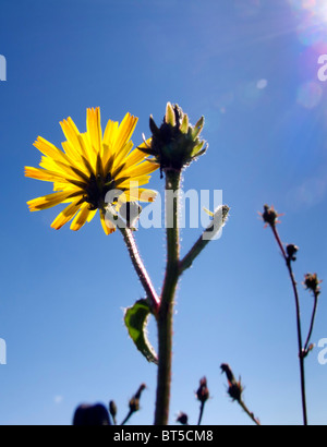 Two flowered Cynthia Stock Photo - Alamy