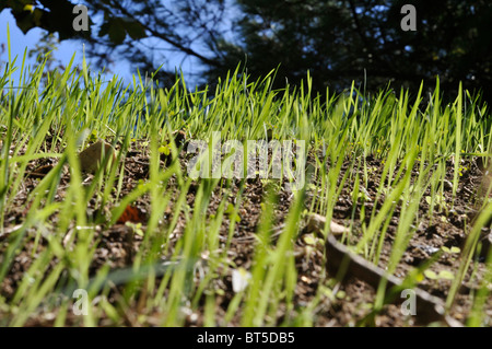 low angle view of fresh grass in the forest Stock Photo - Alamy