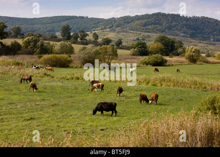 Domestic Cattle, communal herd, grazing in pasture, near Saxon village ...