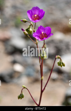Pata de Guanaco purple species (Cistanthe longiscapa) flower morning ...