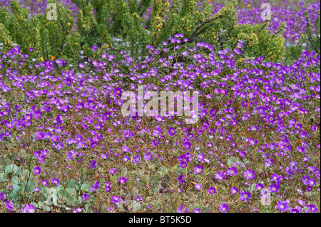 Pata de Guanaco purple species (Cistanthe longiscapa) flower morning ...