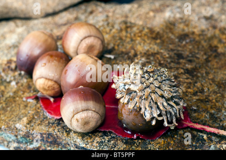 Acorns on maple leaf in studio setting with rock Stock Photo - Alamy