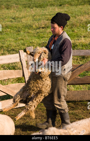 communal sheep flock at traditional sheep-fold near Saschiz, in autumn ...