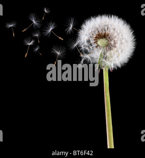 Dandelion Seed Dispersal by Wind Stock Photo - Alamy