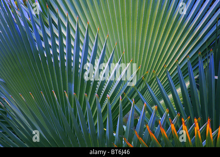 blue fan palm tree specimen in a garden Stock Photo - Alamy