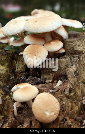Mushrooms on Tree Stump Stock Photo - Alamy