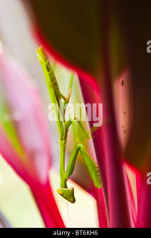 Australia, praying mantis Stock Photo - Alamy