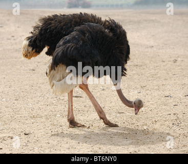 The ostrich is a large, ratite, flightless bird of the ostrich family ...
