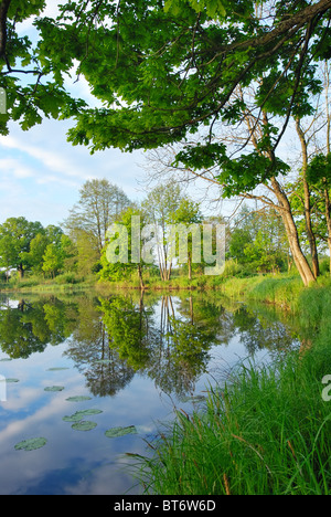 Bright spring greens at dawn in the forest. Nature comes to life in ...