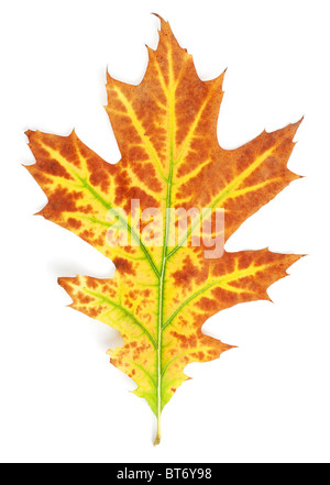 Autumn background red and yellow leaves gifts holiday Stock Photo - Alamy