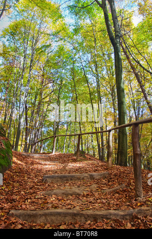 Bright autumn leaves on the wooden background Stock Photo - Alamy