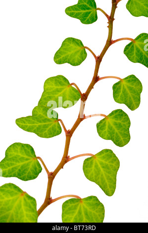 Efeu, Hedera helix, Common Ivy, English Ivy, Lierre grimpant. Blatt ...