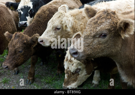 aberdeen angus galloway cross breed cows on bedfordshire farm Stock ...