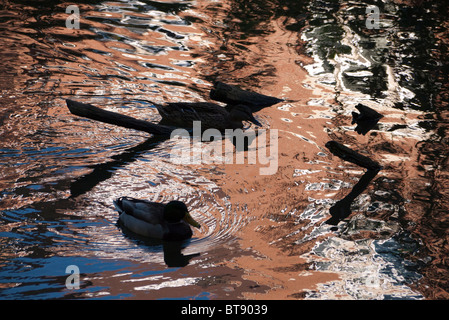 Ducks and reflections on Abbey Stream, Abingdon 10 Stock Photo - Alamy