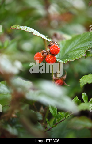 Brambles growing wild Stock Photo - Alamy