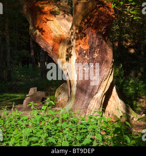 An ancient oak tree at Brocton Coppice, Cannock Chase, Staffordshire ...