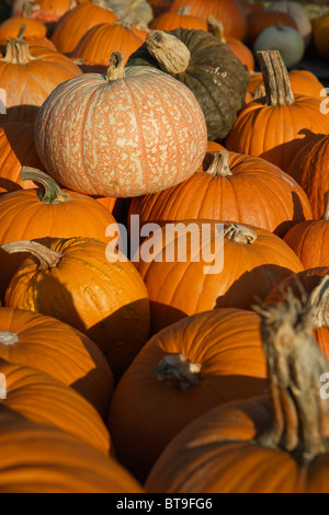Batch of pumpkins Stock Photo - Alamy