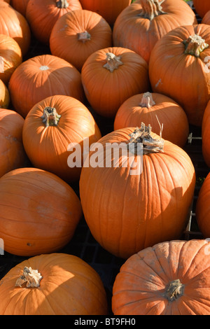 Variety of many pumpkins on the market. Different types pumpkins ...