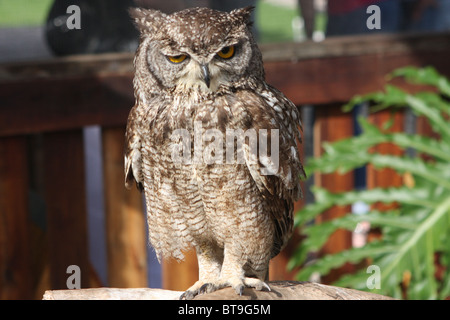 awl, south Africa, young, bird Stock Photo - Alamy