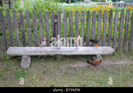 Polish Lilliputian breed of miniature chickens, Masuria region in ...