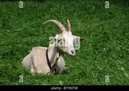 goat on polish countryside, Masuria region in Poland Stock Photo - Alamy