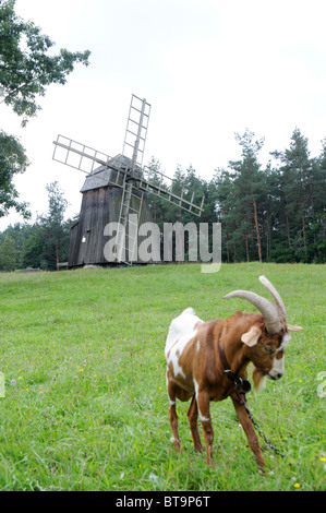 goat on polish countryside, Masuria region in Poland Stock Photo - Alamy