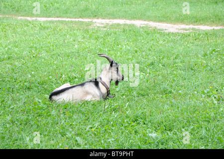 goat on polish countryside, Masuria region in Poland Stock Photo - Alamy