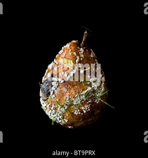 A rotting Conference Pear Stock Photo - Alamy