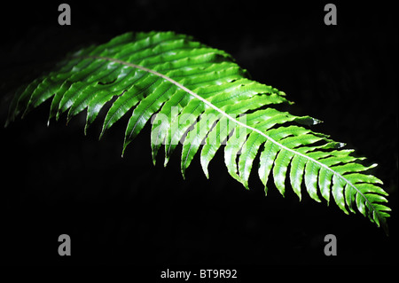 Tree Fern Leaf with black and white background Stock Photo - Alamy