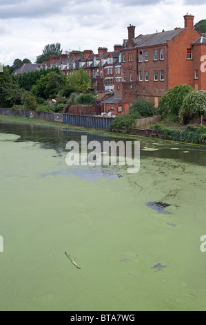 Algae, river Gipping, Ipswich, Suffolk, UK Stock Photo - Alamy