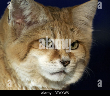 Male Arabian sand cat (close-up Stock Photo - Alamy