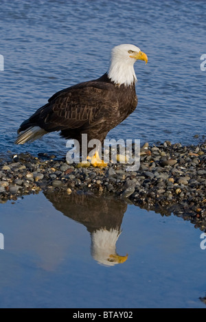 Bald eagle shoreline reflection Stock Photo - Alamy