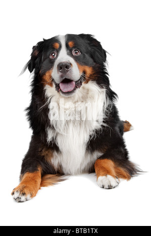 bernese mountaindog isolated white Stock Photo - Alamy
