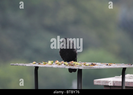 Carrion Crow cracking walnuts sitting on chimney cover, Corbus corone ...