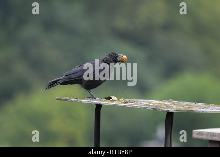 Carrion Crow cracking walnuts sitting on chimney cover, Corbus corone ...