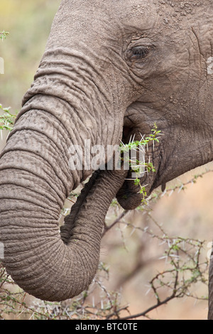 A close-up of an elephants' trunks enjoying a vibrant fruit buffet as ...