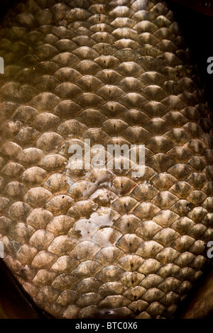 Carp Fish Texture Background Pattern Stock Photo - Alamy