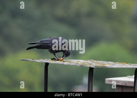 Carrion Crow cracking walnuts sitting on chimney cover, Corbus corone ...