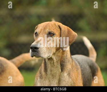 The Belvoir Hunt, a fox hound pack, meeting for the Christmas meet at ...