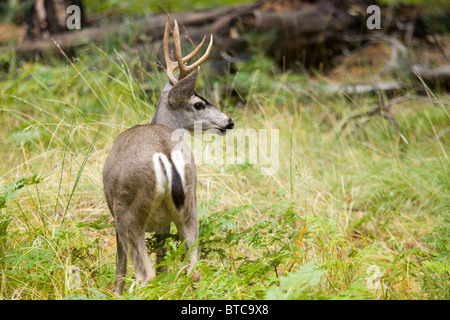 Mule Deer Buck rear view Stock Photo - Alamy